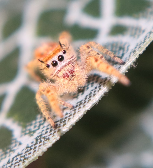 Arizona Jumping Spider - Phidippus Arizonensis by Dallas Jumpers