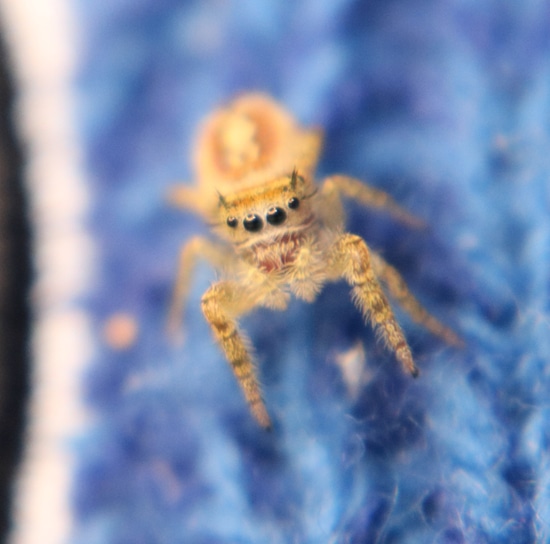 Arizona Jumping Spider - Phidippus Arizonensis by Dallas Jumpers