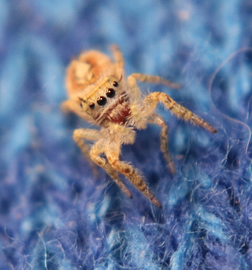 Arizona Jumping Spider - Phidippus Arizonensis by Dallas Jumpers