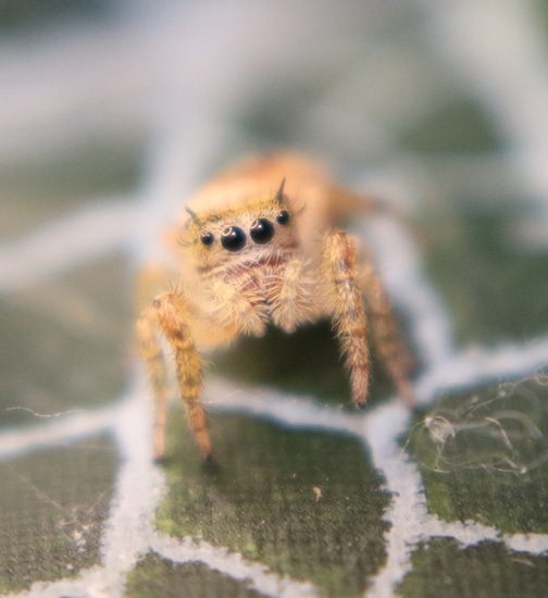 Arizona Jumping Spider - Phidippus Arizonensis by Dallas Jumpers
