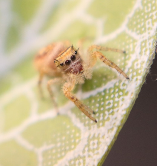 Arizona Jumping Spider - Phidippus Arizonensis by Dallas Jumpers