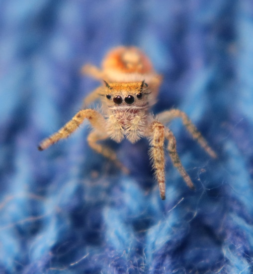 Arizona Jumping Spider - Phidippus Arizonensis by Dallas Jumpers