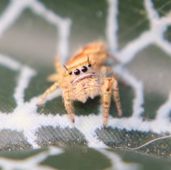 Arizona Jumping Spider - Phidippus Arizonensis by Dallas Jumpers