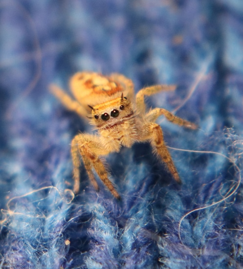 Arizona Jumping Spider - Phidippus Arizonensis by Dallas Jumpers