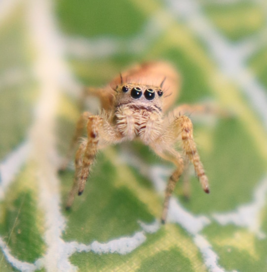 Arizona Jumping Spider - Phidippus Arizonensis by Dallas Jumpers