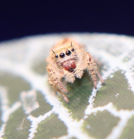 Arizona Jumping Spider - Phidippus Arizonensis by Dallas Jumpers