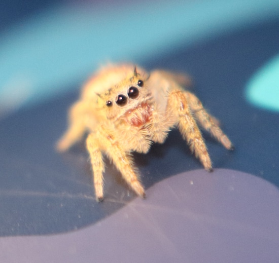 Arizona Jumping Spider - Phidippus Arizonensis by Dallas Jumpers