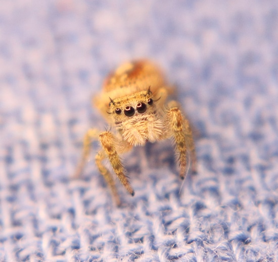 Arizona Jumping Spider - Phidippus Arizonensis by Dallas Jumpers