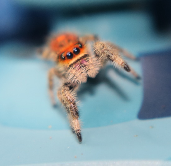 Regal Jumping Spider - Phidippus Regius - Orange Morph by Dallas Jumpers