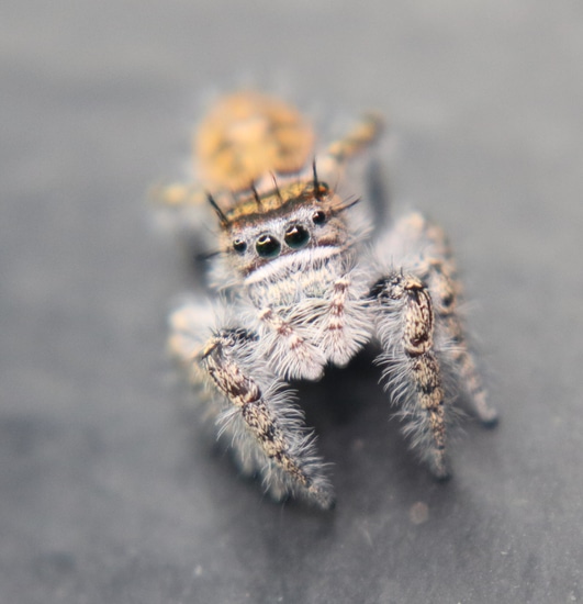 Carolina Jumping Spider - Phidippus Carolinensis by Dallas Jumpers