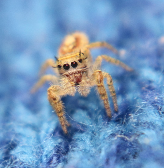 Arizona Jumping Spider - Phidippus Arizonensis by Dallas Jumpers