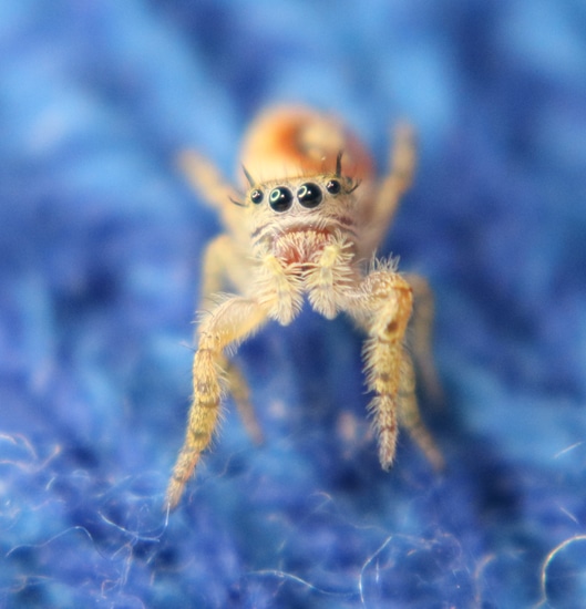 Arizona Jumping Spider - Phidippus Arizonensis by Dallas Jumpers