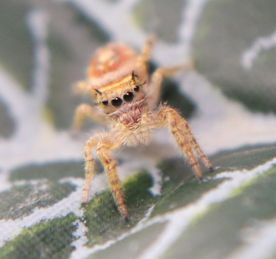 Arizona Jumping Spider - Phidippus Arizonensis by Dallas Jumpers