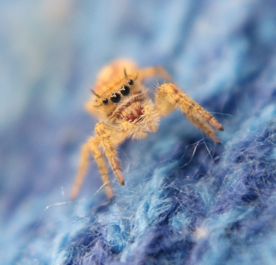 Arizona Jumping Spider - Phidippus Arizonensis by Dallas Jumpers
