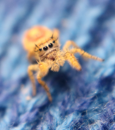 Arizona Jumping Spider - Phidippus Arizonensis by Dallas Jumpers