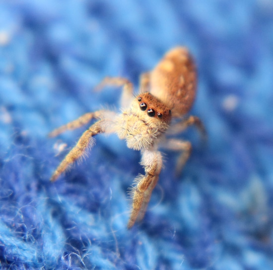 Paraphidippus Fartilis Jumping Spider by Dallas Jumpers