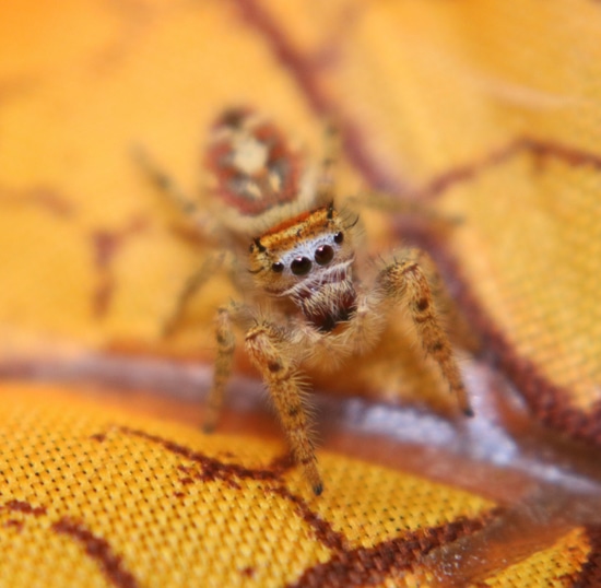 Arizona Jumping Spider - Phidippus Arizonensis by Dallas Jumpers