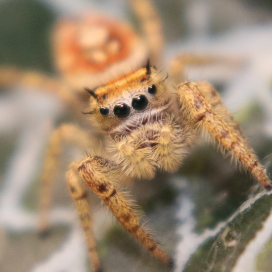 Arizona Jumping Spider - Phidippus Arizonensis by Dallas Jumpers