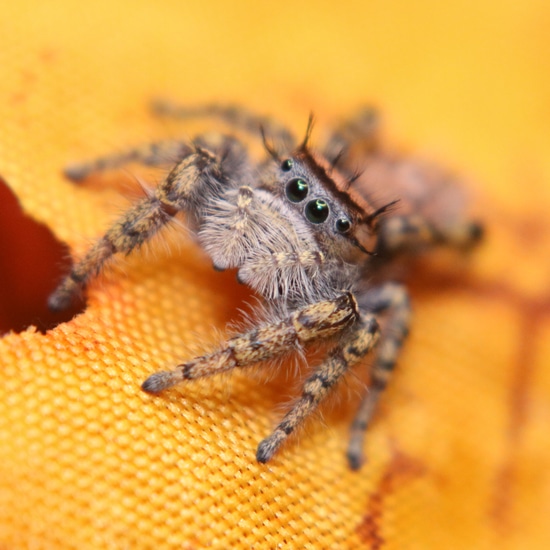 Carolina Jumping Spider - Phidippus Carolinensis by Dallas Jumpers