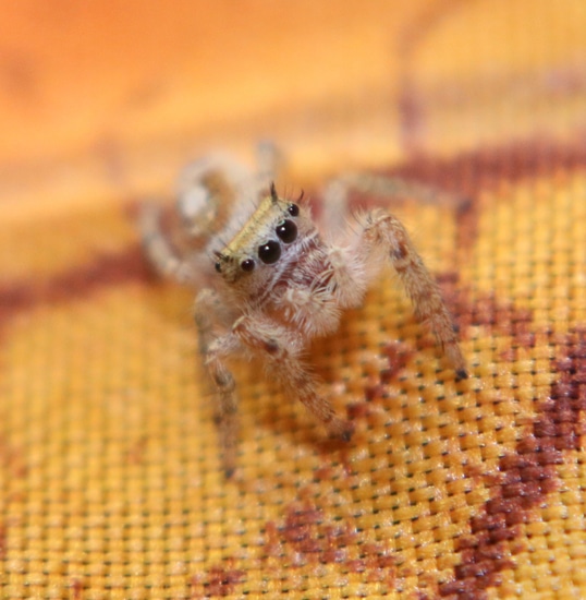 Arizona Jumping Spider - Phidippus Arizonensis by Dallas Jumpers