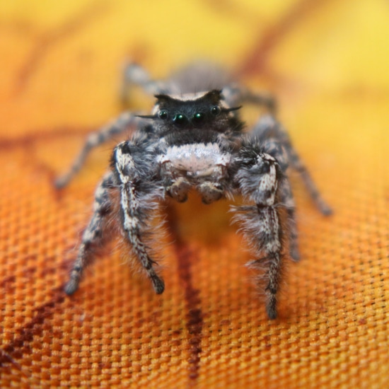 Carolina Jumping Spider - Phidippus Carolinensis - Male by Dallas Jumpers