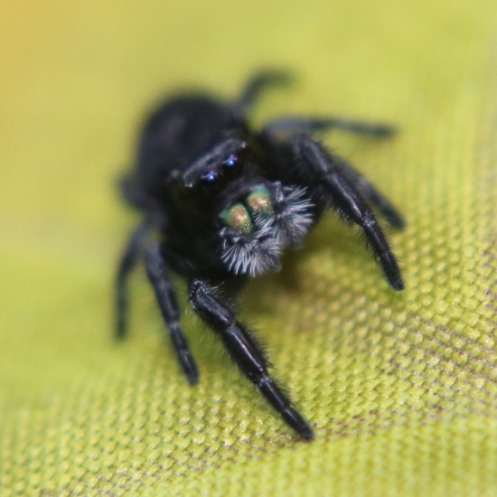 Regal Jumping Spider - Phidippus Regius - Male by Dallas Jumpers