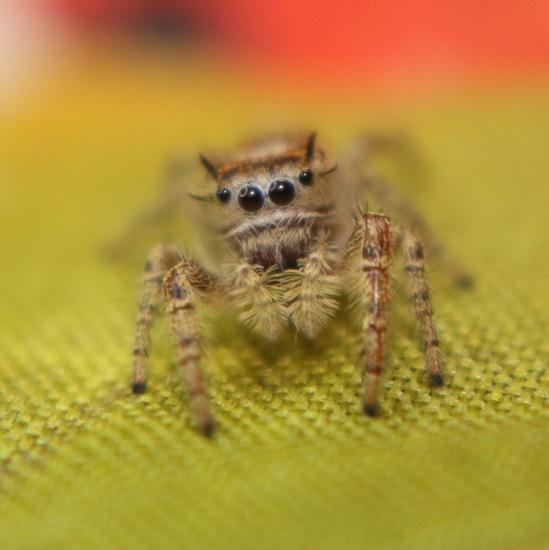 Arizona Jumping Spider - Phidippus Arizonensis by Dallas Jumpers