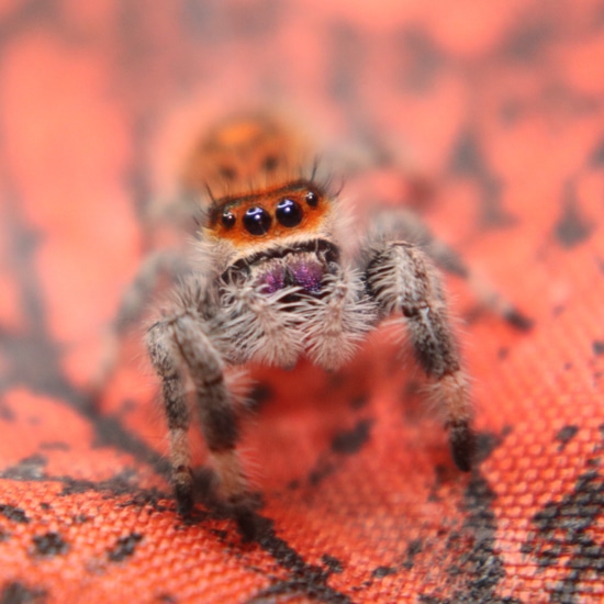 Regal Jumping Spider - Phidippus Regius - Orange Morph - Female by ...