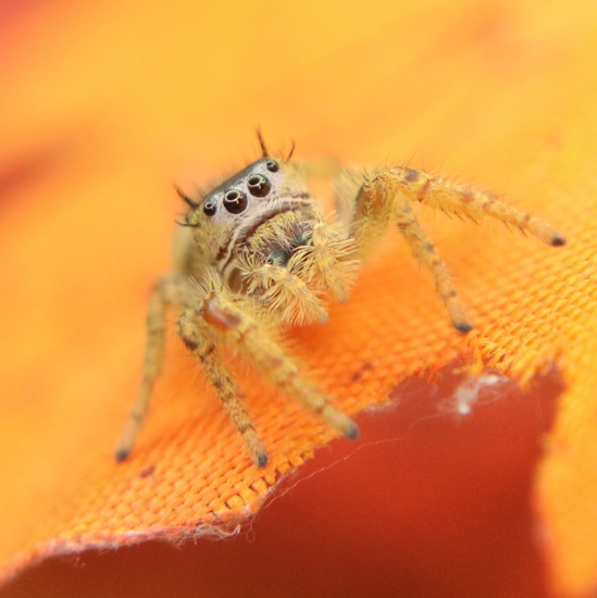Arizona Jumping Spider - Phidippus Arizonensis by Dallas Jumpers