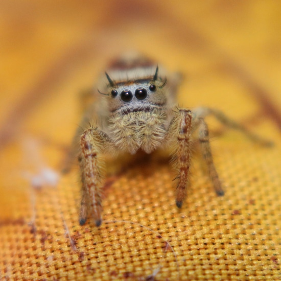 Arizona Jumping Spider - Phidippus Arizonensis by Dallas Jumpers