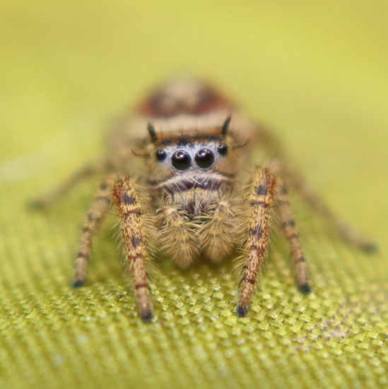 Arizona Jumping Spider - Phidippus Arizonensis by Dallas Jumpers