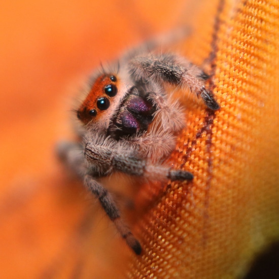 Regal Jumping Spider - Phidippus Regius - Orange Morph by Dallas Jumpers