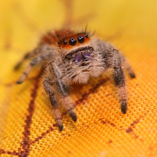 Regal Jumping Spider - Phidippus Regius - Orange Morph - Female by ...