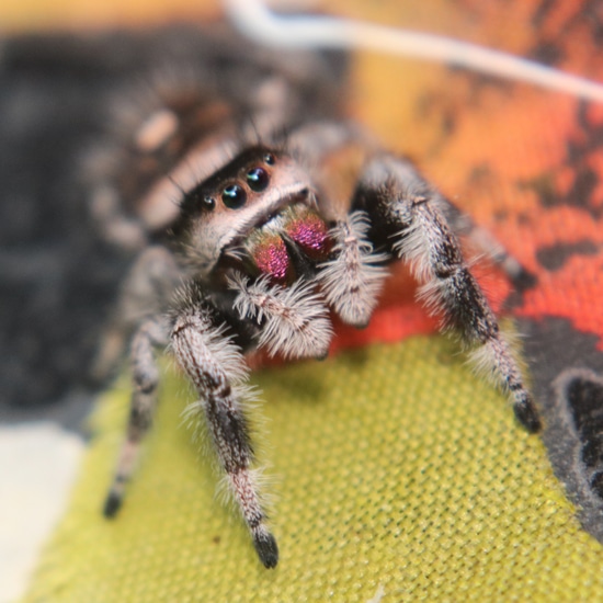 Regal Jumping Spider - Phidippus Regius - Dark Morph - Female by Dallas ...