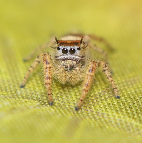 Arizona Jumping Spider - Phidippus Arizonensis by Dallas Jumpers