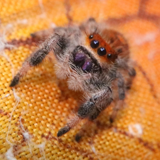 Regal Jumping Spider - Phidippus Regius - Orange Morph - Female by ...