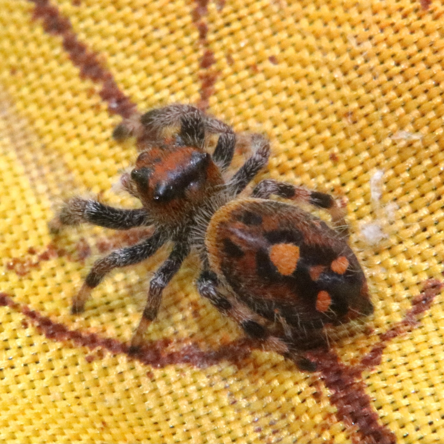 Regal Jumping Spider - Phidippus Regius