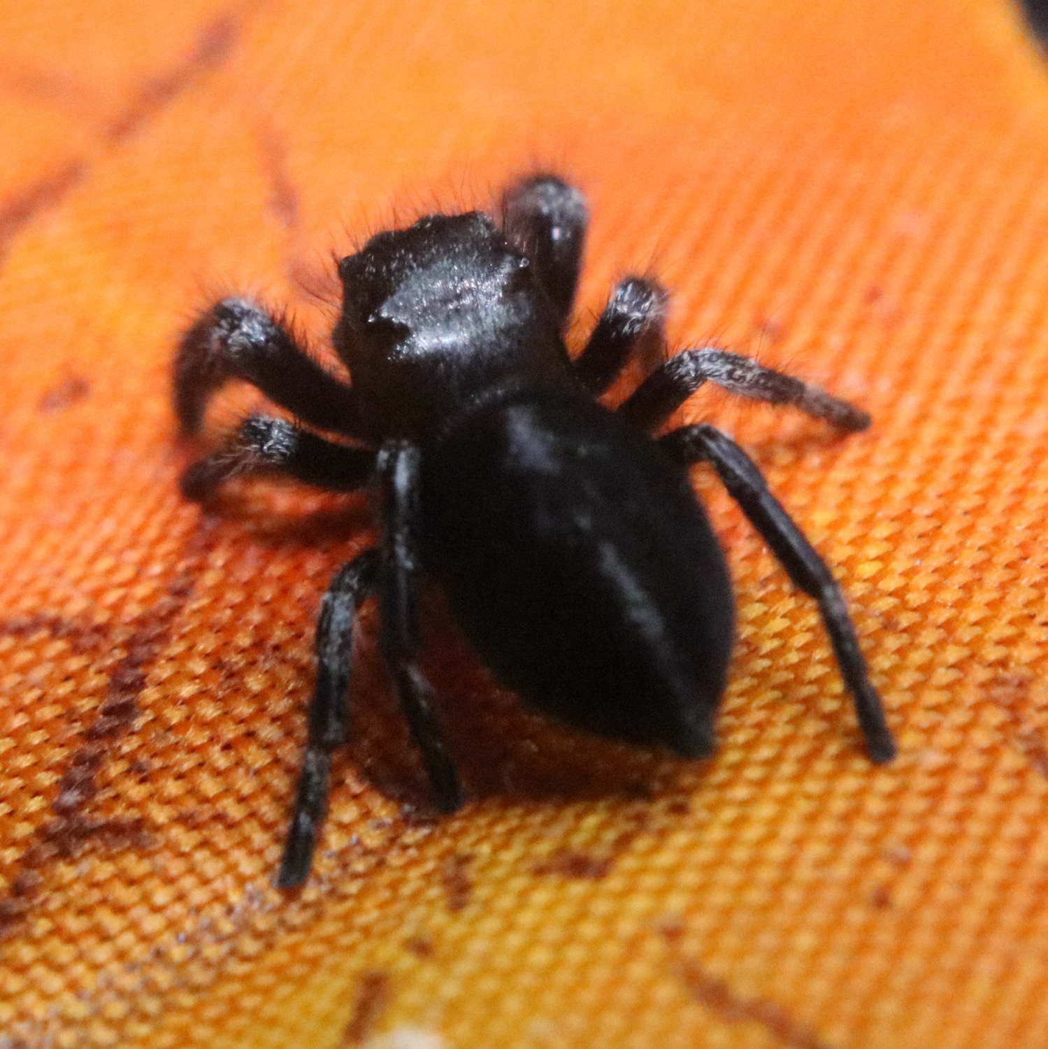 Regal Jumping Spider - Phidippus Regius - Everglades - Male