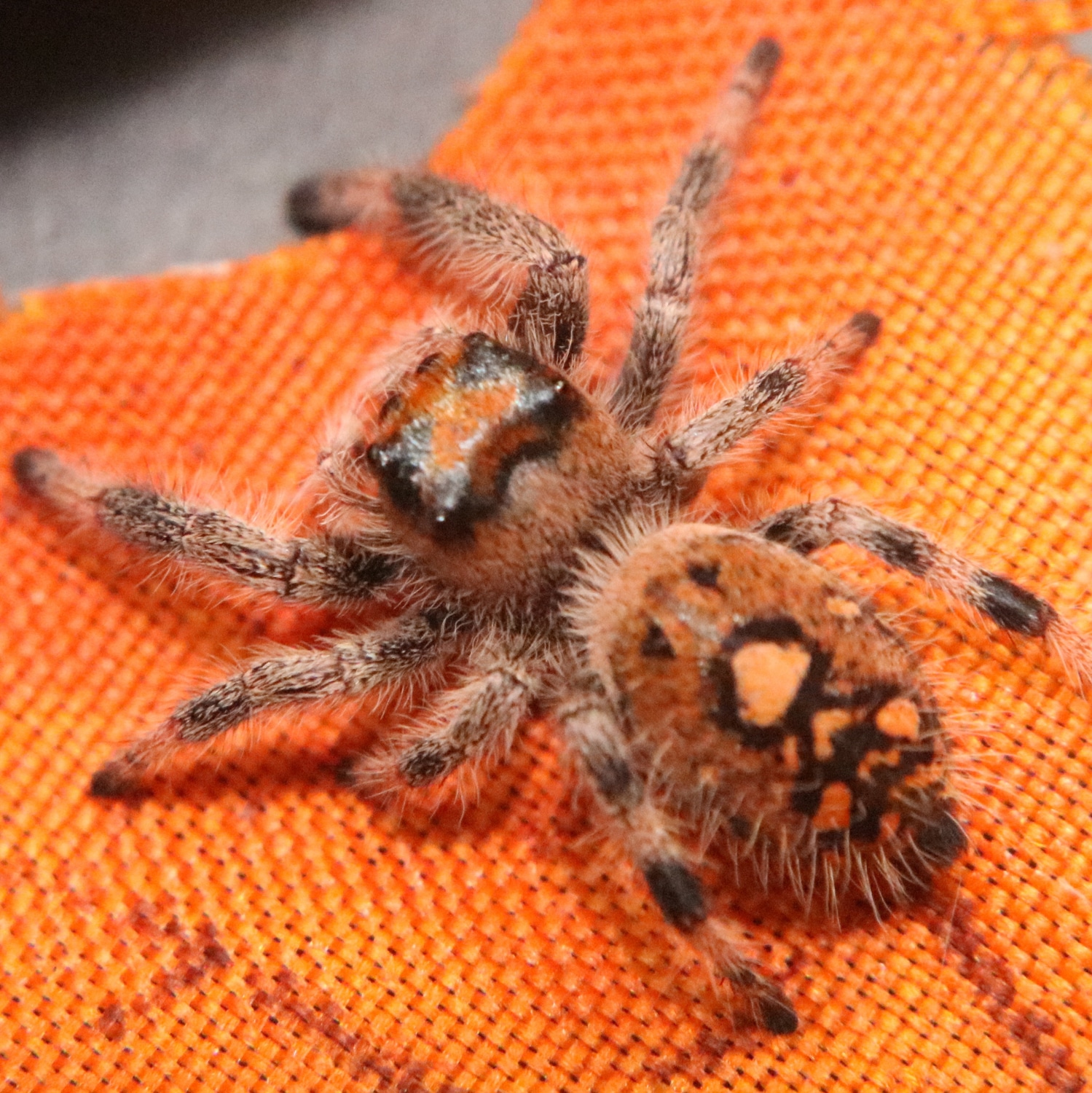 Regal Jumping Spider - Phidippus Regius - peach color - femalej