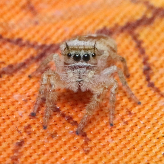 Arizona Jumping Spider - Phidippus Arizonensis by Dallas Jumpers