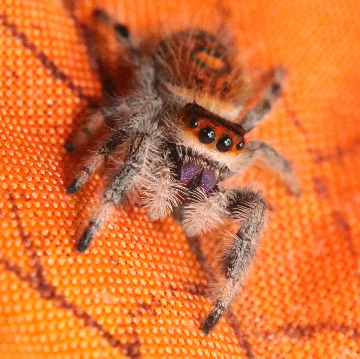Regal Jumping Spider - Phidippus Regius - dragons breath - female