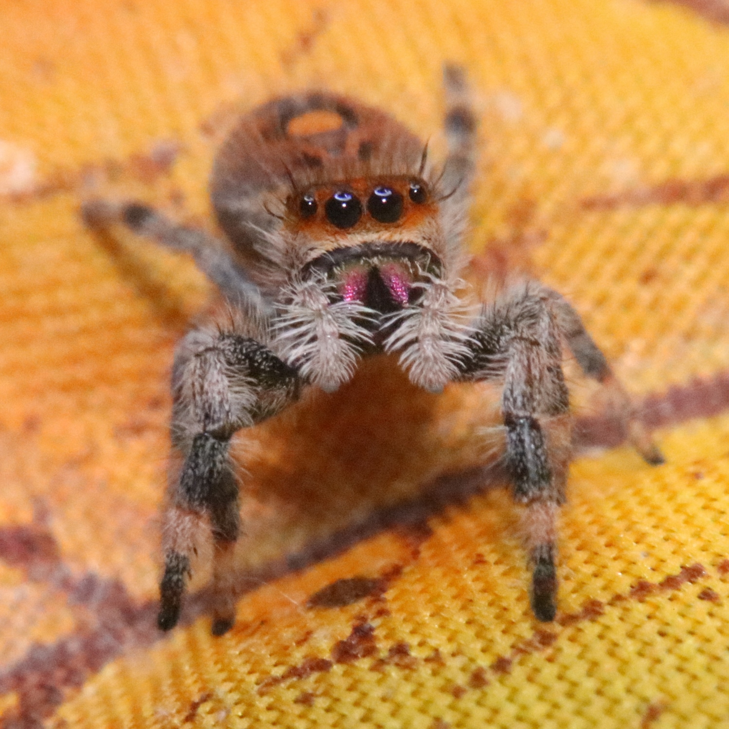 Regal Jumping Spider - Phidippus Regius - orange color - female