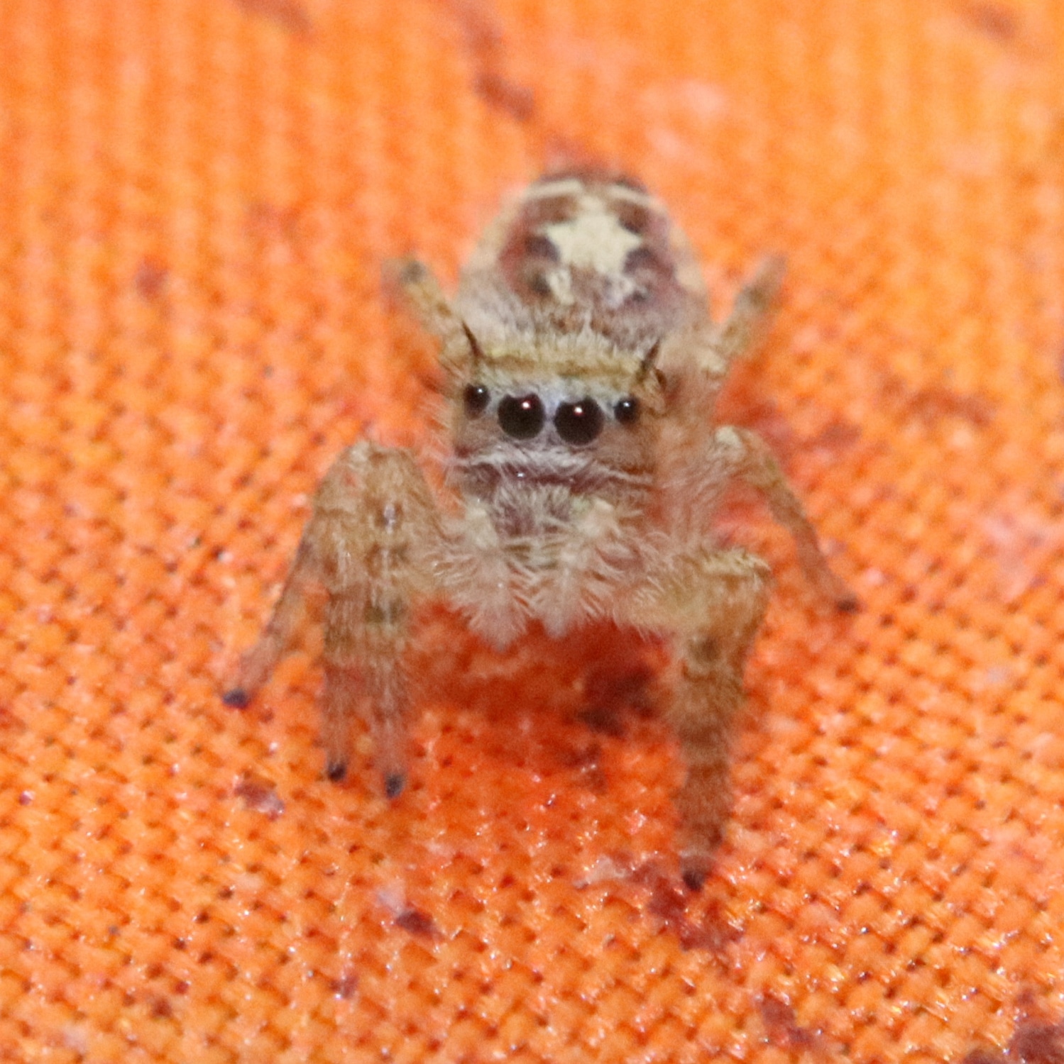 Arizona Jumping Spider - Phidippus arizonensis