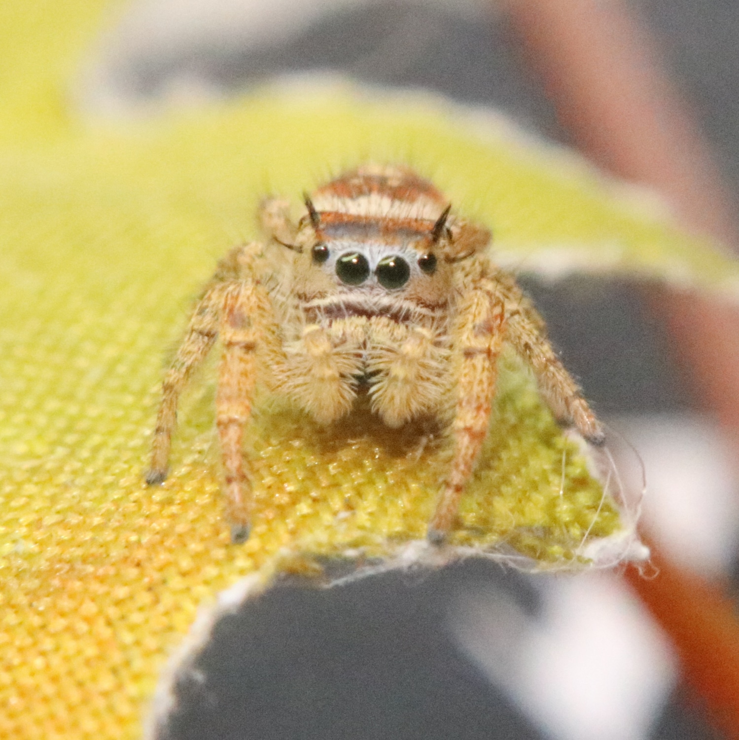 Arizona Jumping Spider - Phidippus arizonensis