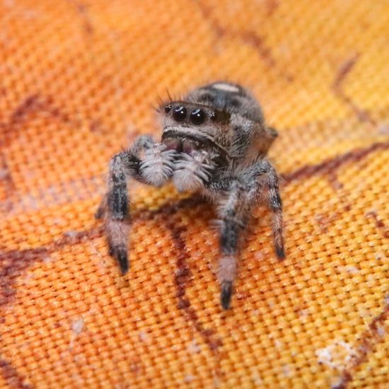 Regal Jumping Spider - Phidippus Regius - Female by Dallas Jumpers
