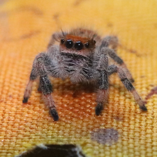 Regal Jumping Spider - Phidippus Regius - Dragon's Breath - Female by ...