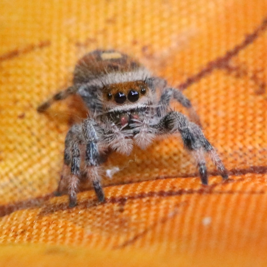 Regal Jumping Spider - Phidippus Regius - Orange Morph - Female by ...