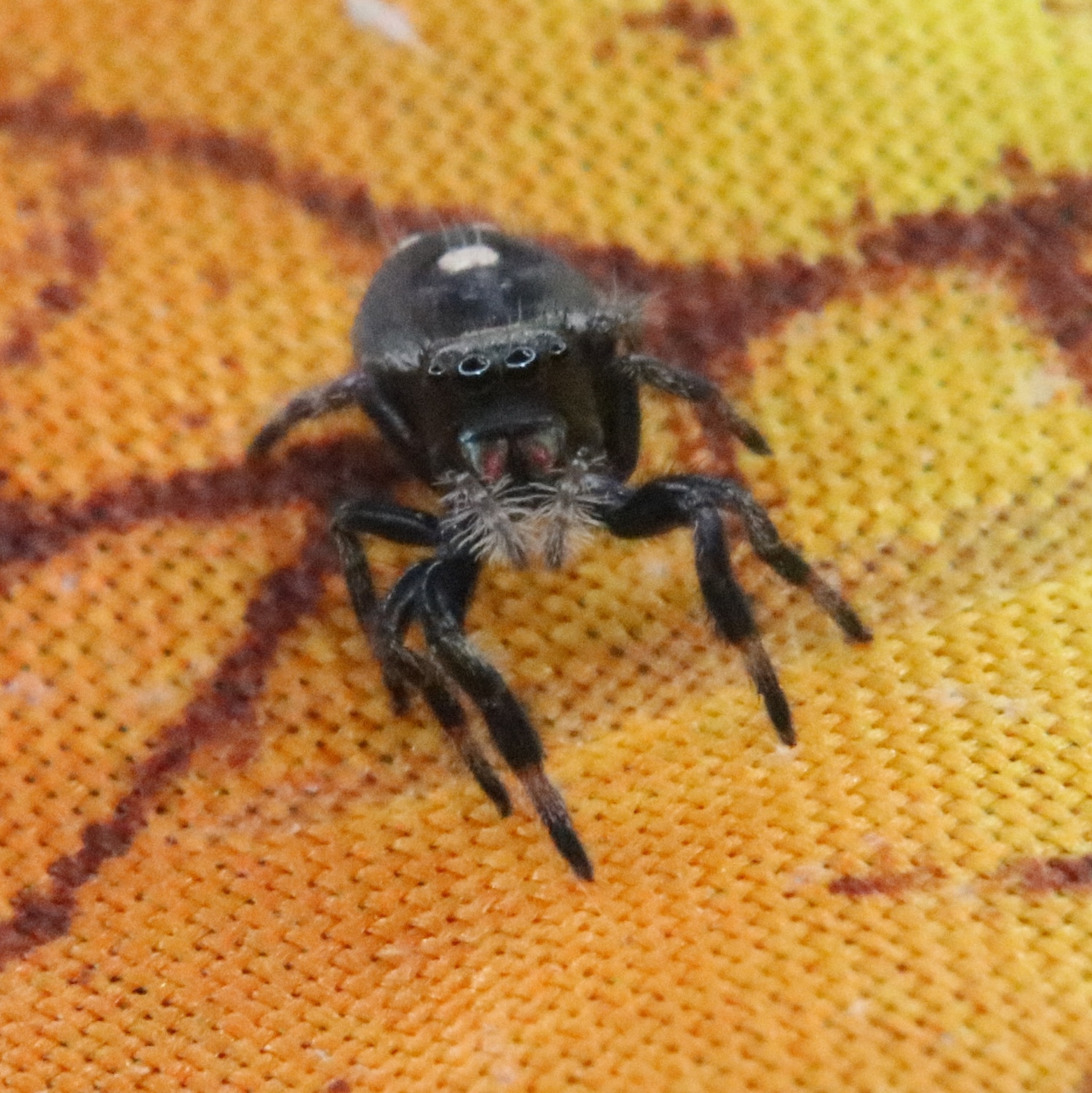 Regal Jumping Spider - Phidippus Regius - dark phase - female