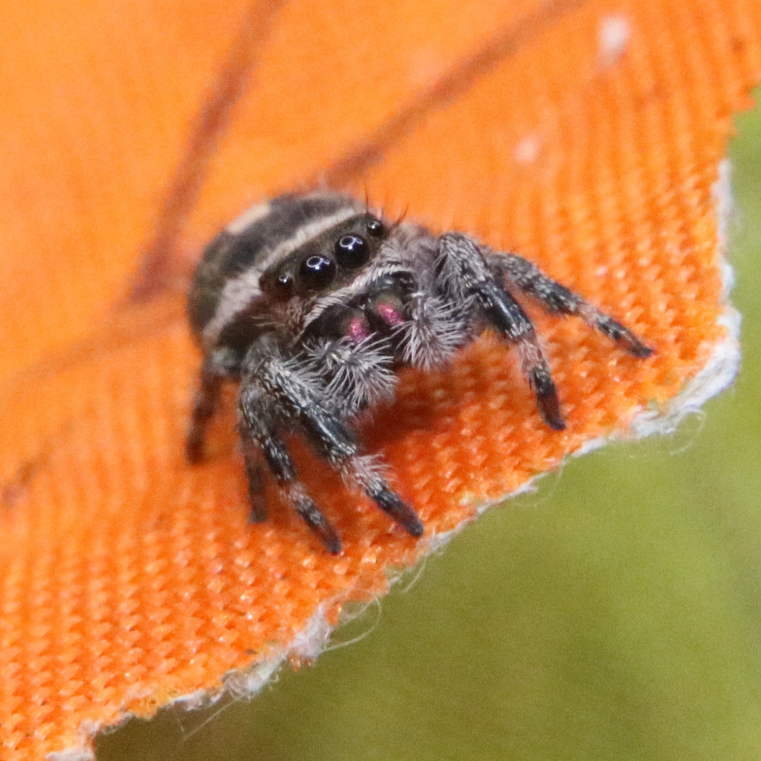 Regal Jumping Spider - Phidippus Regius - cream/dark phase - female