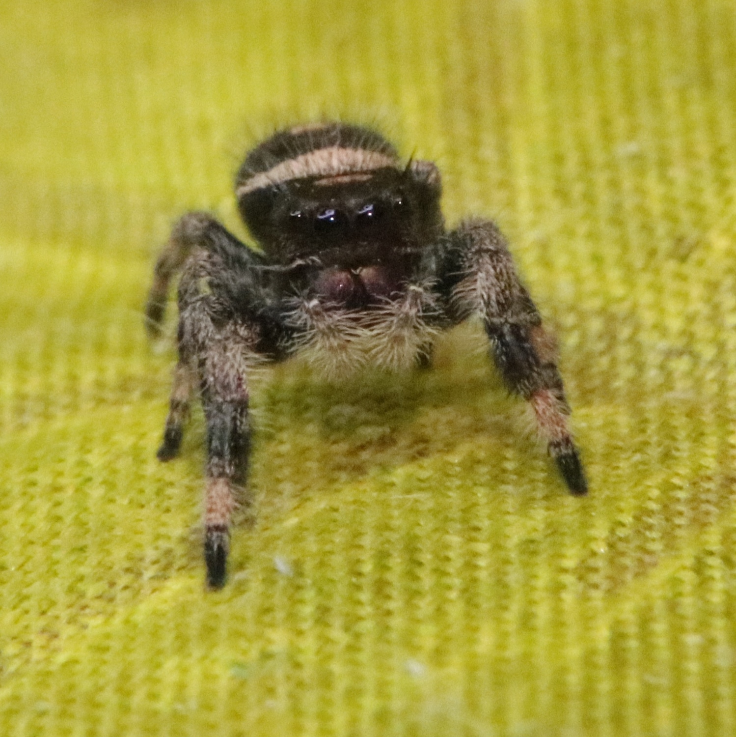 Regal Jumping Spider - Phidippus Regius - cream/dark phase - female